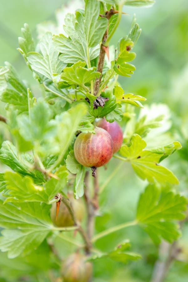 Growing gooseberry stock image. Image of green, harvest - 191938267