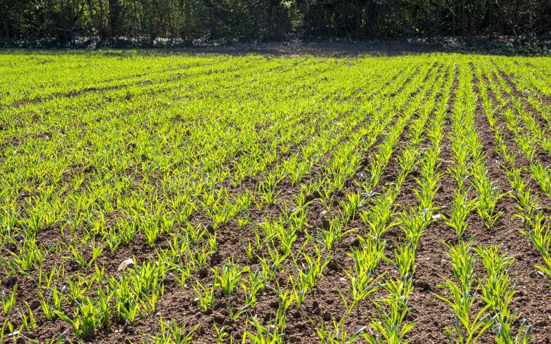 Young Wheat Sprouting in the Agricultural Field Stock Photo - Image of ...