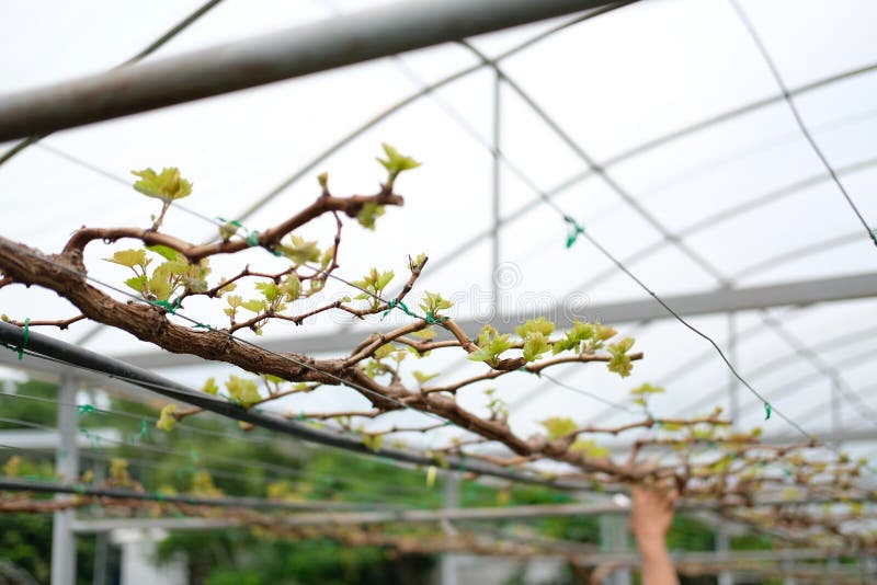 Growing Grape Fruit Plant Tree in Vineyard Farm Stock Image - Image of ...