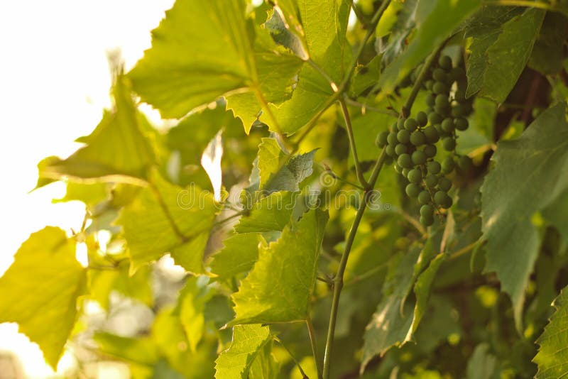 Growing Grape in Vineyard in the Sunlight. Clusters of Unripe Grape ...