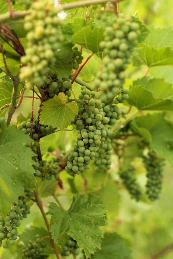 Growing Grape in Vineyard in the Sunlight. Clusters of Unripe Grape ...