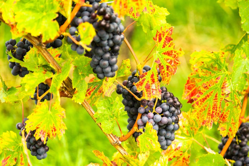 Growing grapes in Europe stock image. Image of farming - 141780423
