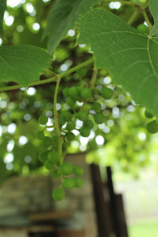 Growing Grapes. a Hanging Branch of Grapes Stock Photo - Image of wine ...