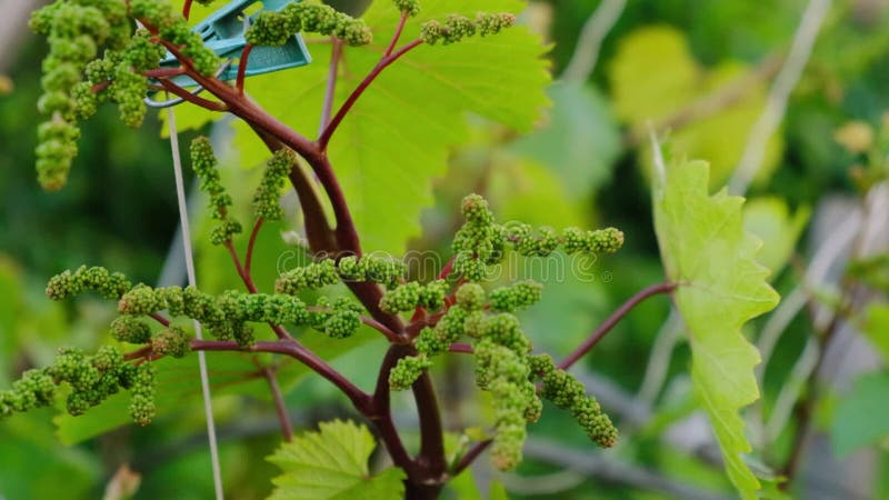 Growing Grapes. Spring Growth and Flowering of the Vine. Stock Footage ...