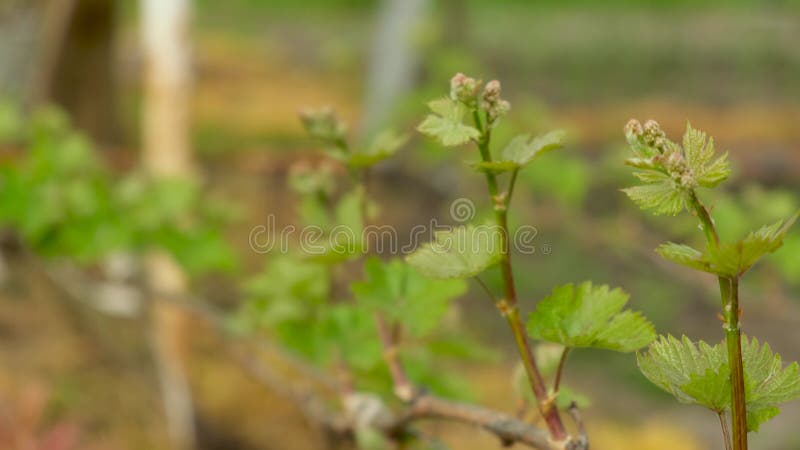 Growing Grapes. Spring Growth and Flowering of the Vine. Stock Video ...