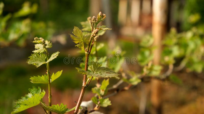 Growing Grapes. Spring Growth and Flowering of the Vine. Stock Footage ...