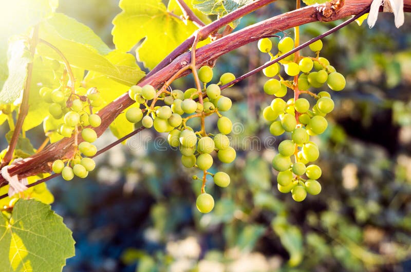 Growing grapes in sunset stock photo. Image of farm, grapevine - 96158404