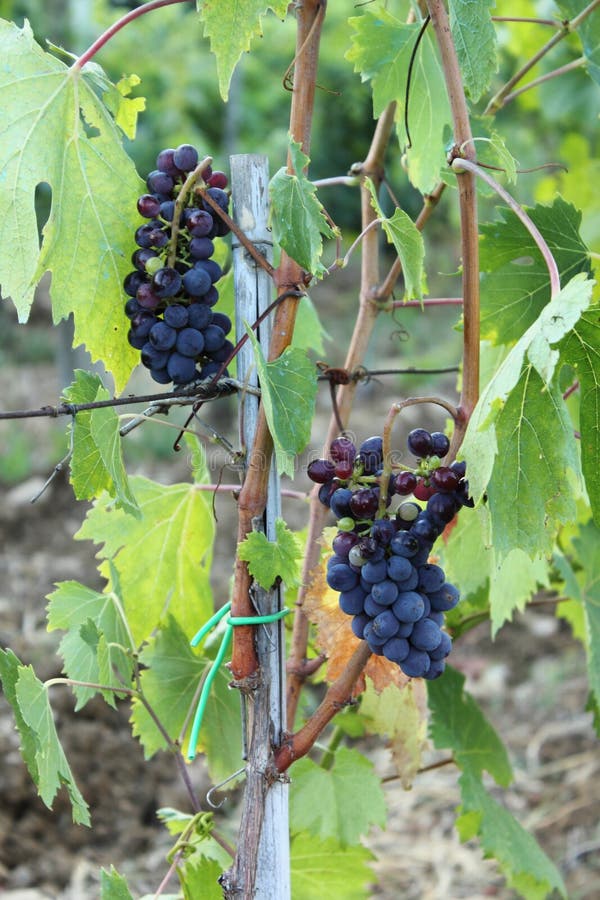 Growing grapevine stock photo. Image of harvesting, food - 179226302