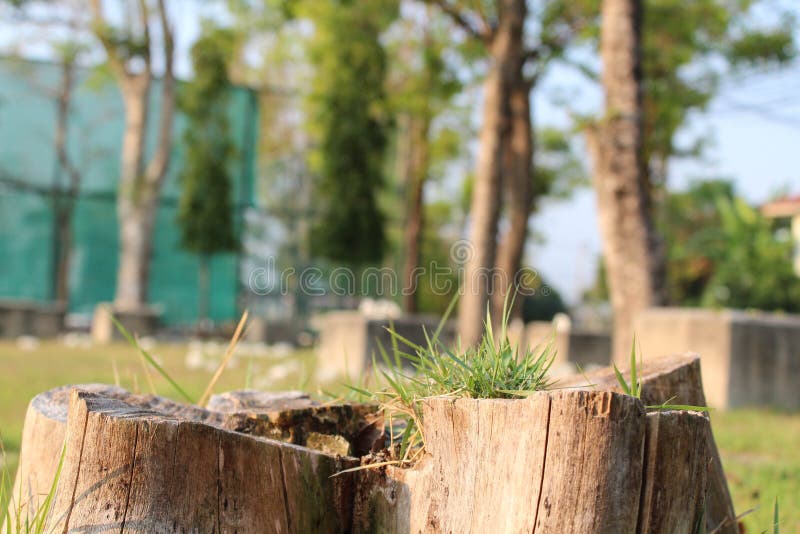 Growing Grass from Dead Tree Stock Photo - Image of trunk, park: 88472134