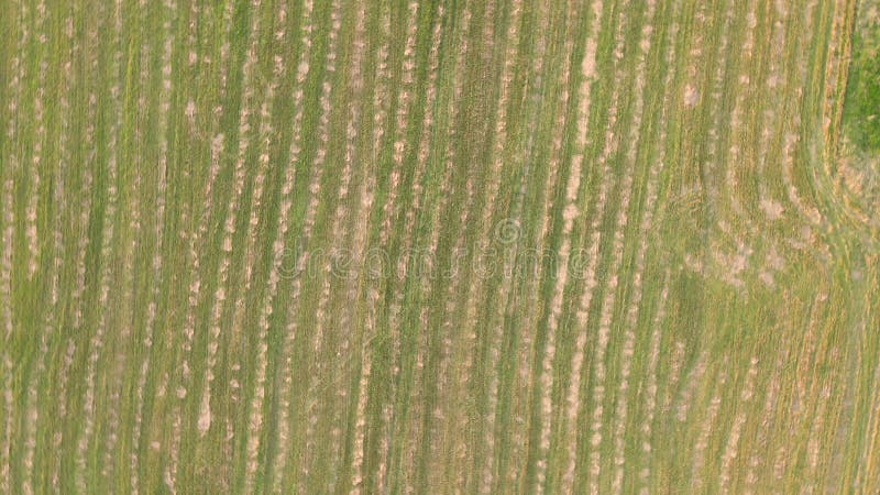 Growing Grass Form an Interesting Abstract Linear Pattern, Aerial View ...