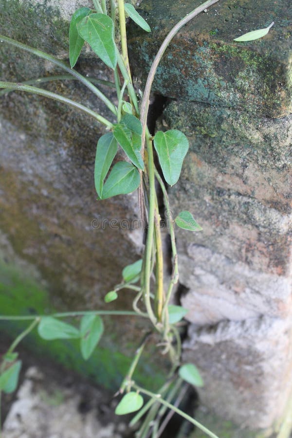 The Growing Grass Roots are Able To Penetrate Walls Stock Photo - Image ...