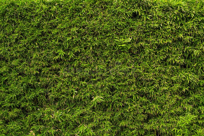 Growing Grass Surface Texture Stock Photo - Image of pattern, garden ...