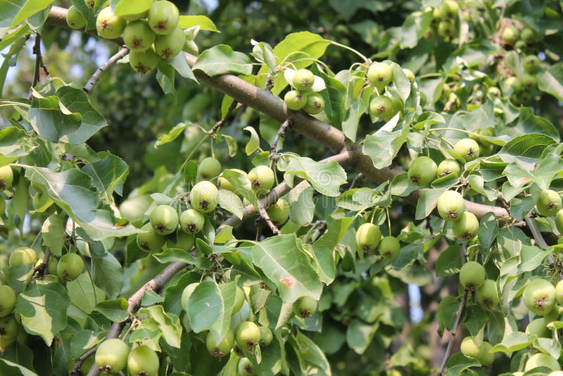 Growing Green apples stock photo. Image of natural, product - 74752796