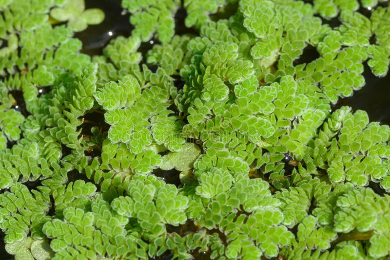Growing Green Azolla Microphylla Stock Image - Image of farm ...