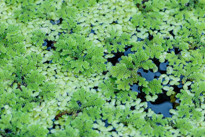 Growing Green Azolla Microphylla Stock Photo - Image of nature, animal ...