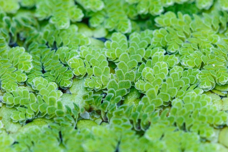 Growing Green Azolla Microphylla . Stock Photo - Image of flora, growth ...