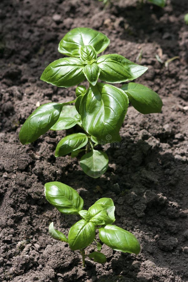 Growing Green Basil on a Bed Stock Image - Image of seedling, closeup ...