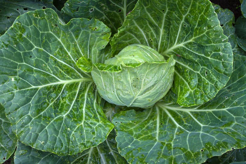 Growing green cabbage stock image. Image of countryside - 161743005