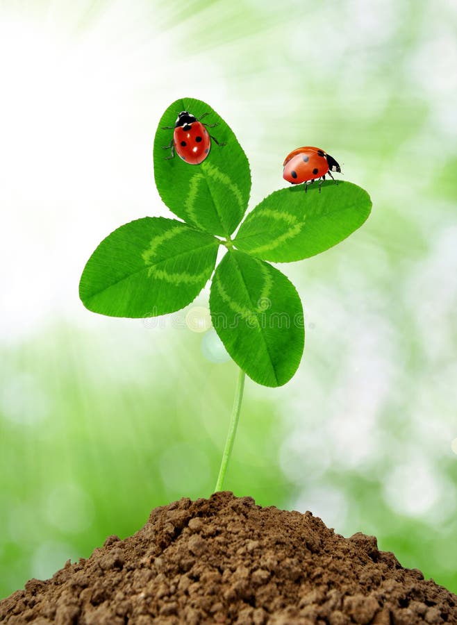 Growing Green Clover with the Ladybugs Stock Photo - Image of fresh ...