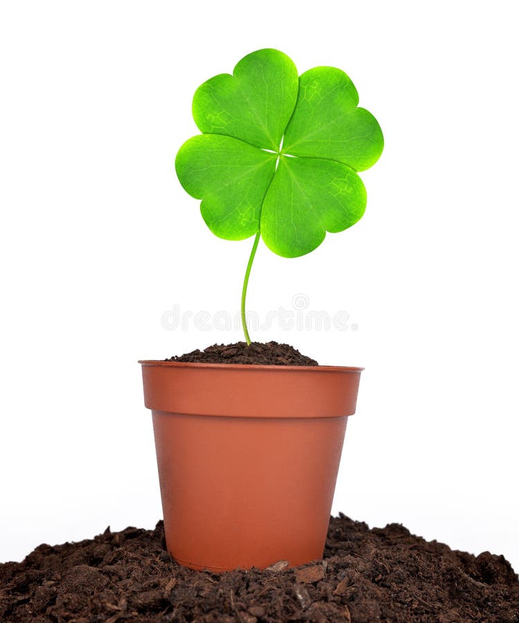 Green clover leaf stock photo. Image of plant, hope, lucky - 39454188