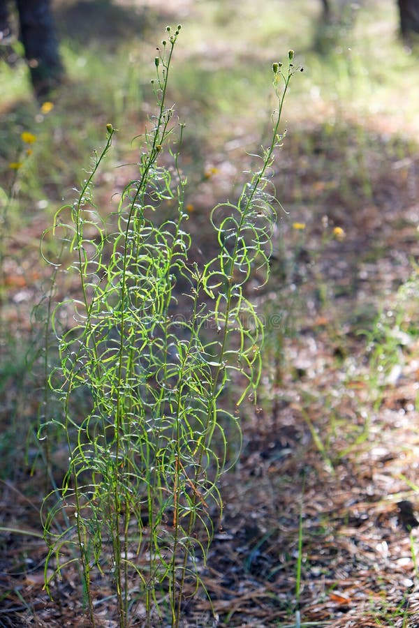 Growing Green Flower Stalks in the Middle of the Forest Stock Image ...