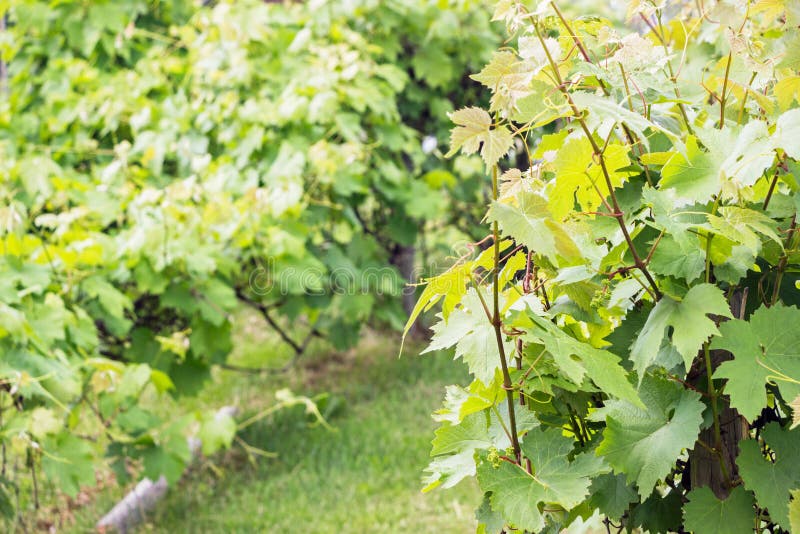 Growing Green Grape Fruit Trees at Farm Stock Image - Image of field ...
