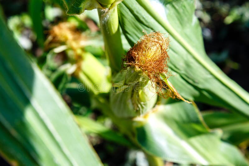 Growing in Green Leaves Corn Head, View from the Top Stock Photo ...