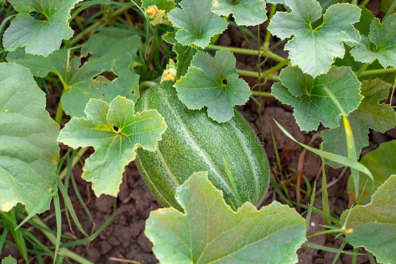 Growing Green Melon on a Bush. Cultivation of Gourds Stock Photo ...