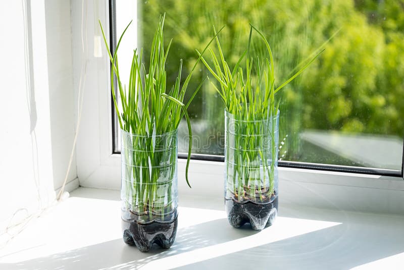 Growing Green Onion in Recycled Plastic Bottle. Reusing Plastic ...