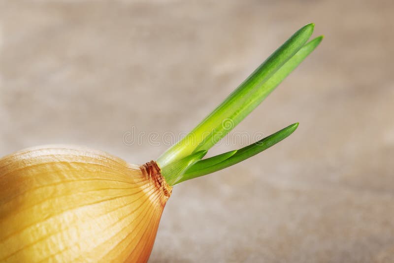 Growing Green Onions at Home. Ecological Product Stock Photo - Image of ...