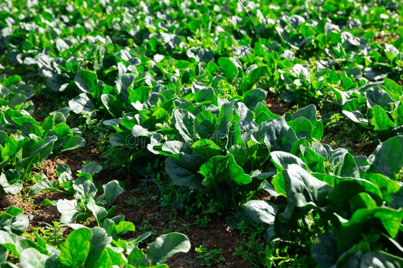 Growing Green Organic Spinach in Rows Stock Photo - Image of plantation ...
