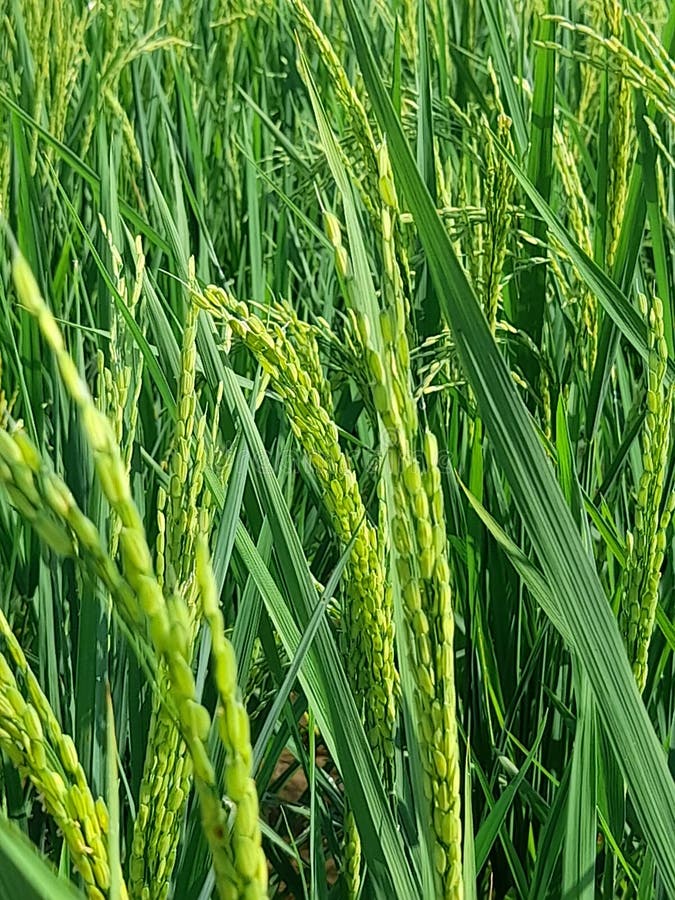 Growing Green Paddy stock photo. Image of lawn, crop - 226376422