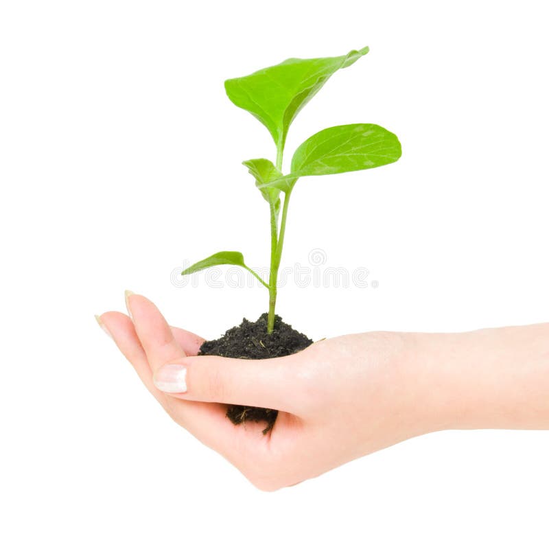 Growing Green Plant In A Hand Stock Image - Image of healthy, growth ...