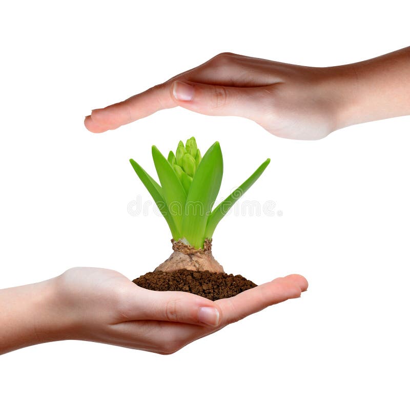 Growing Green Plant in Hand Stock Photo - Image of plant, green: 39454256