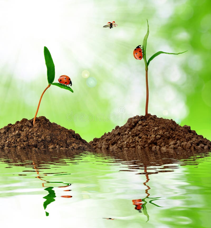Growing Green Plant with Ladybug Stock Image - Image of botany, concept ...