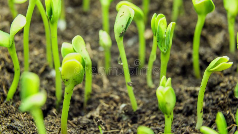 Growing Green Plant Time Lapse Stock Footage - Video of food, growth ...