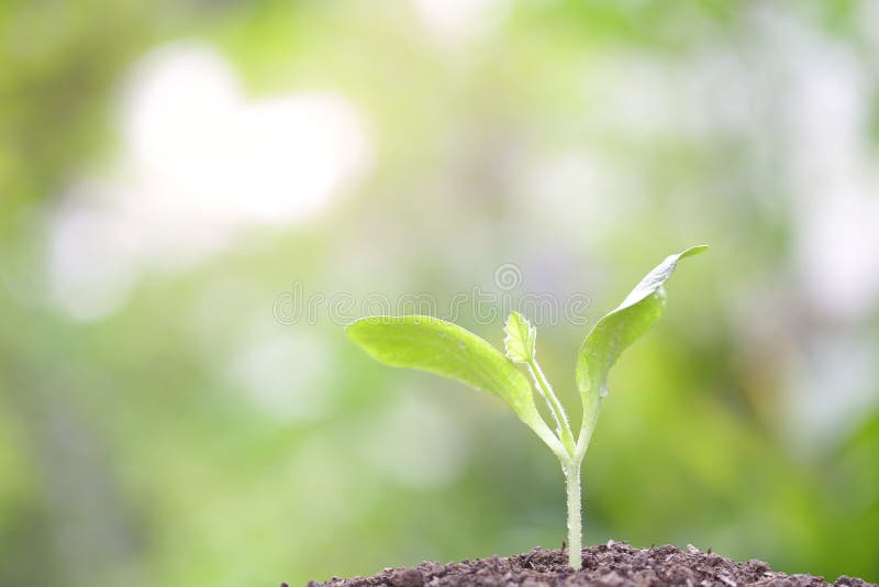 Growing Green Plant Under Sunlight Stock Image - Image of concept ...