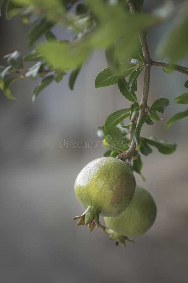 Growing Green Pomegranates on the Tree Branches Stock Photo - Image of ...