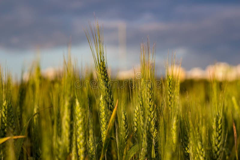 Growing Green Rye on an Agricultural Field Stock Image - Image of ...