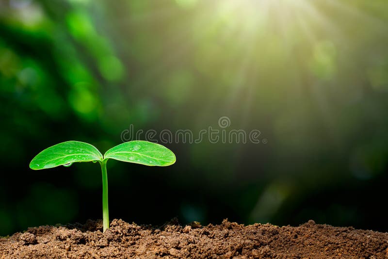 Growing Green Sprout with Water Drop on Blurred Green Bokeh Background ...