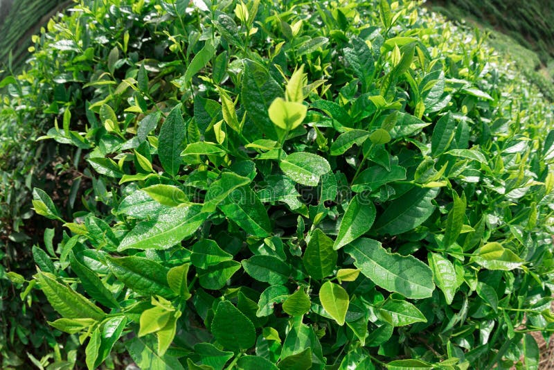 Growing green tea plants stock photo. Image of fresh - 115748294