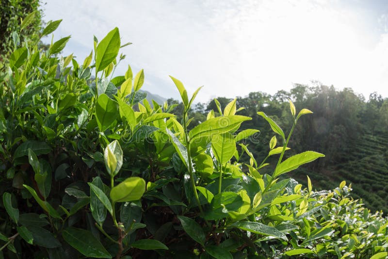Growing green tea trees stock image. Image of dewdrop - 115742637