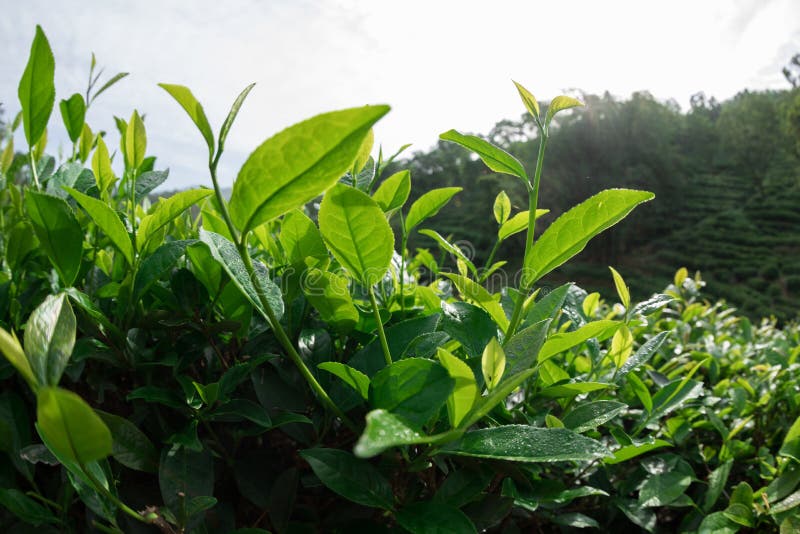 Growing green tea plants stock image. Image of lush - 115748309