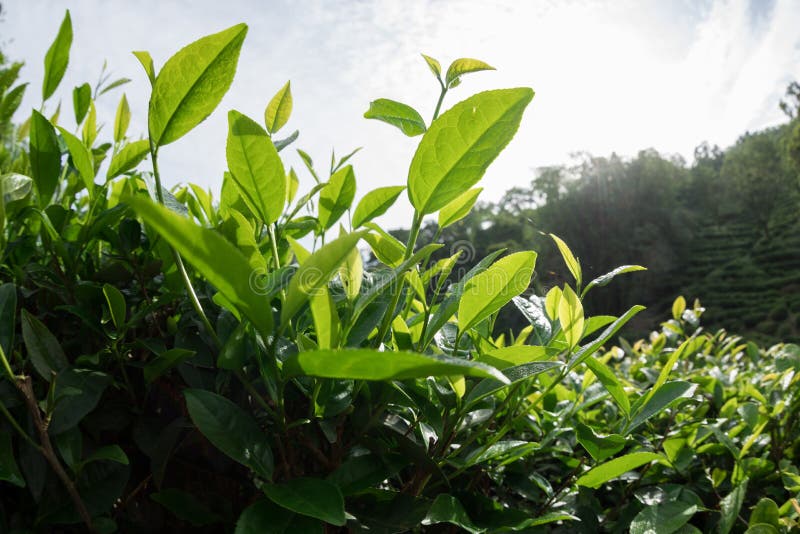 Green tea plants stock image. Image of agriculture, foliage - 115751303