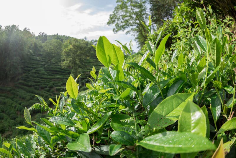 Green tea plants stock image. Image of farmland, bamboo - 115751169