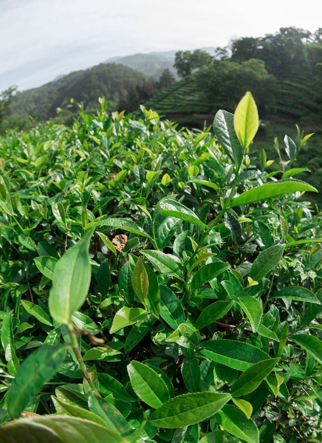Growing green tea plants stock image. Image of green - 115748157