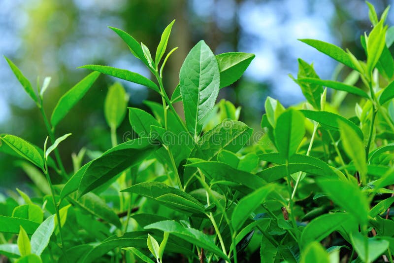 Growing green tea trees stock photo. Image of india - 115750852