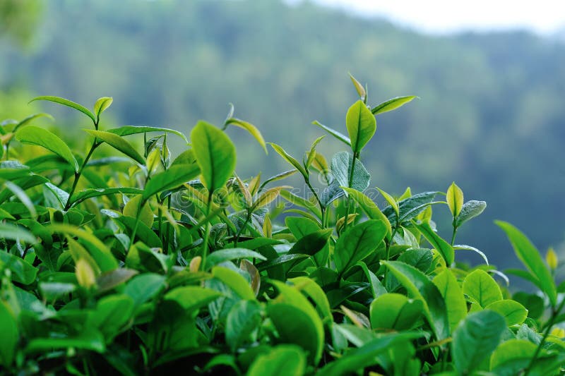 Growing green tea trees stock photo. Image of herb, agricultural ...