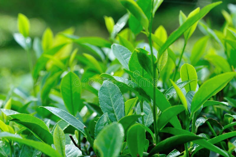 Growing green tea trees stock image. Image of lush, nature - 115742679