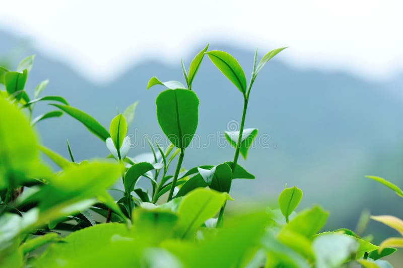 Growing green tea trees stock image. Image of outdoors - 115742751